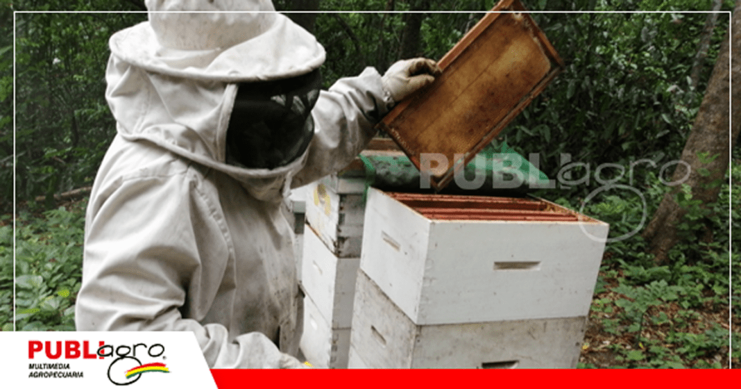Santa Cruz aprueba ley para proteger abejas y potenciar la apicultura ...